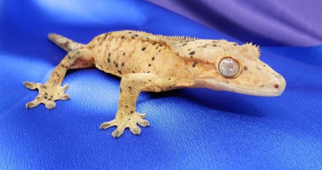 Seiðkona - Daggi's Reptiles