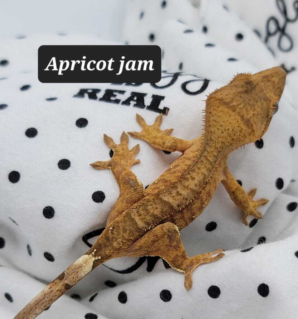 Available Crested Geckos - Daggi's Reptiles